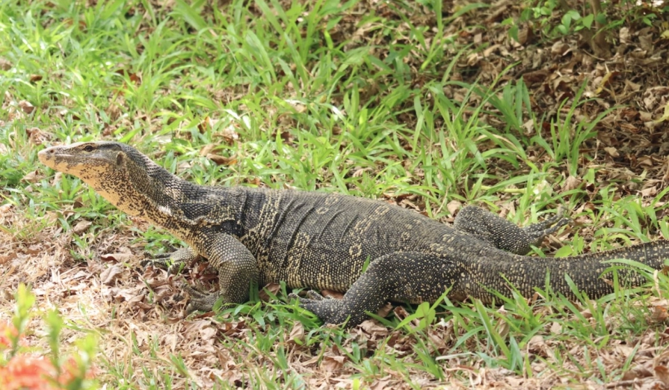 Waran z Komodo. Drapieżnik atakuje ludzi od lat